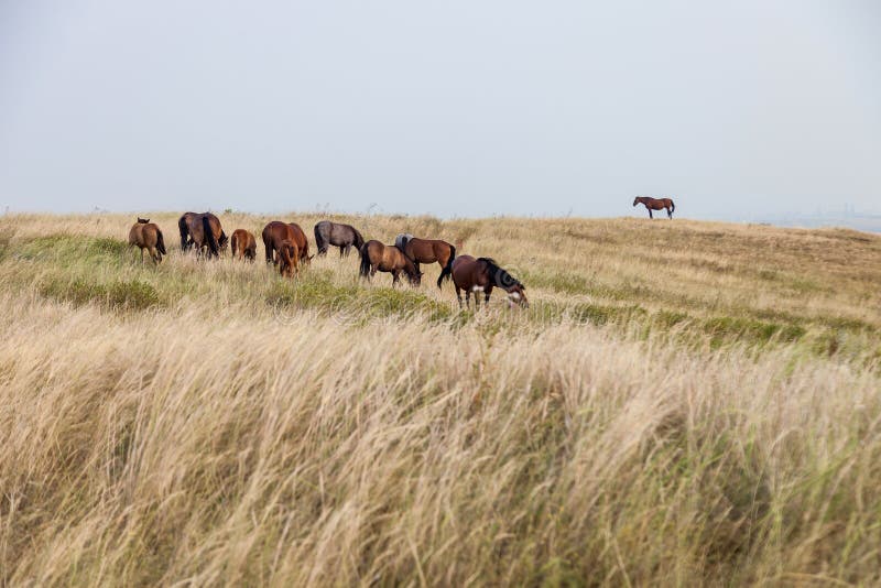 Stado dzikich koni na polu obraz stock. Obraz złożonej z natura - 185683377