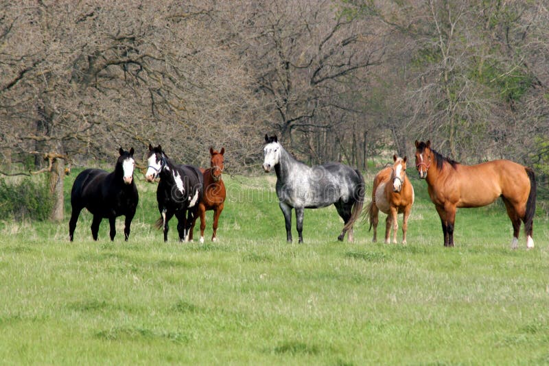 Stado koni obraz stock. Obraz złożonej z kasztan, szkic - 127337