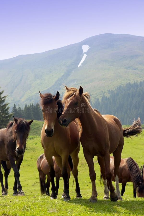 Stado Konie Galopujący Na Wodzie Zdjęcie Stock - Obraz złożonej z lato ...
