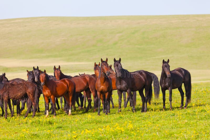 Stado konie obraz stock. Obraz złożonej z galopowanie - 31929099