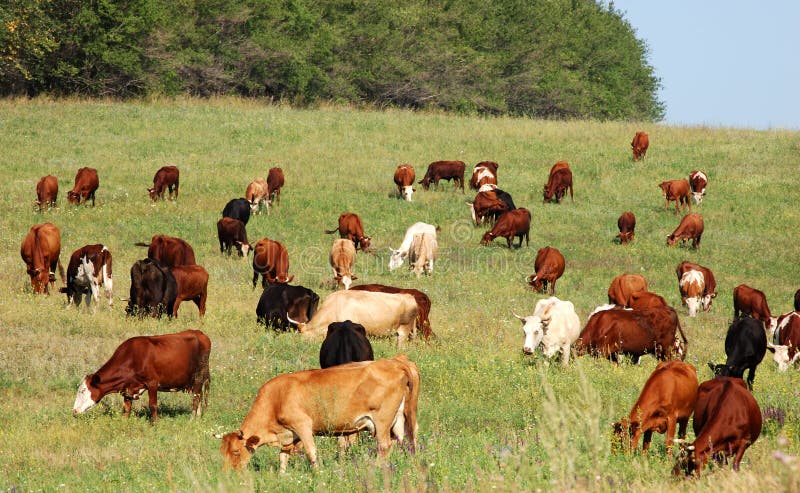 Stado krów obraz stock. Obraz złożonej z gospodarstwo - 3007125