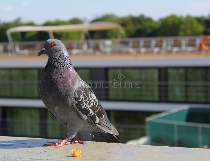 Stadsduif stock afbeelding. Image of bladeren, blad - 103661391