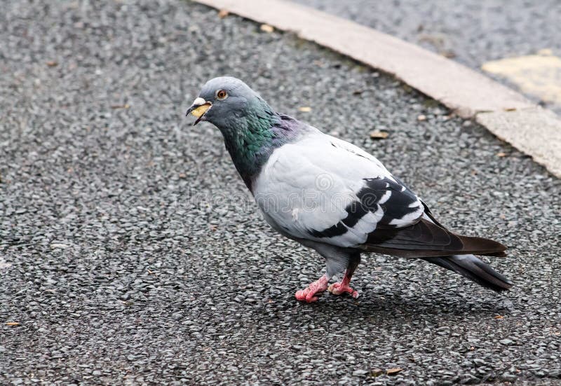 Stadsduif stock foto. Image of één, vogel, veer, fauna - 46877378