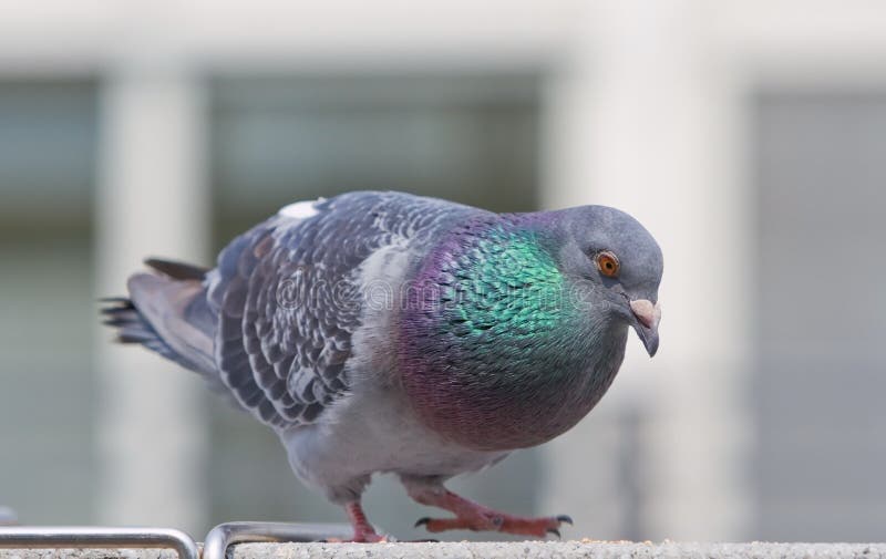 Stadsduif stock foto. Image of zonnig, duif, stad, nave - 105939424