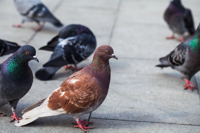 Stadsduif Duif Op De Straat Vogelsreeks Stock Foto - Image of troep ...