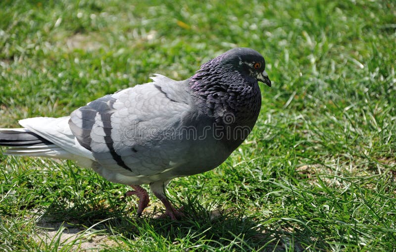 Stadsduif op een hand stock foto. Image of dier, grijs - 34482668