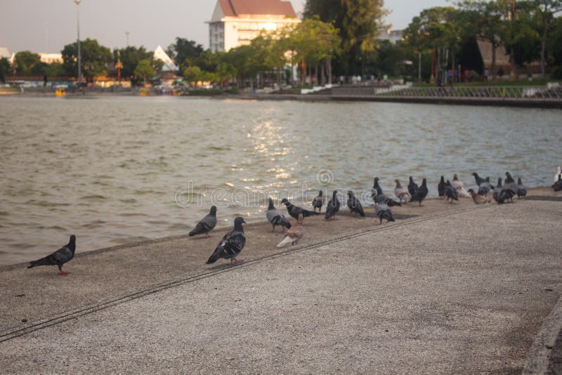 Stadsduiven Door De Kant Van Water Stock Afbeelding - Image of troep ...