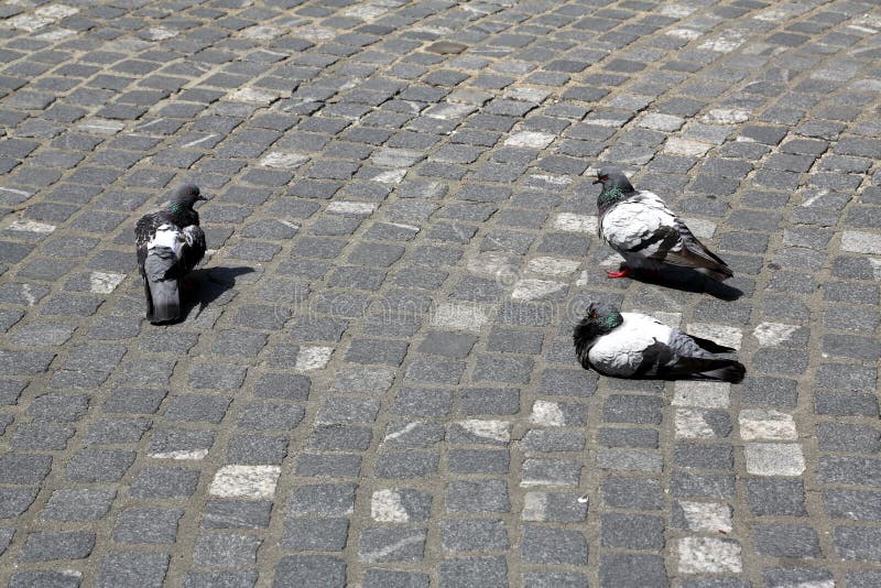 Stadsduiven Tegen Hete De Zomerdag Stock Afbeelding - Image of toerisme ...