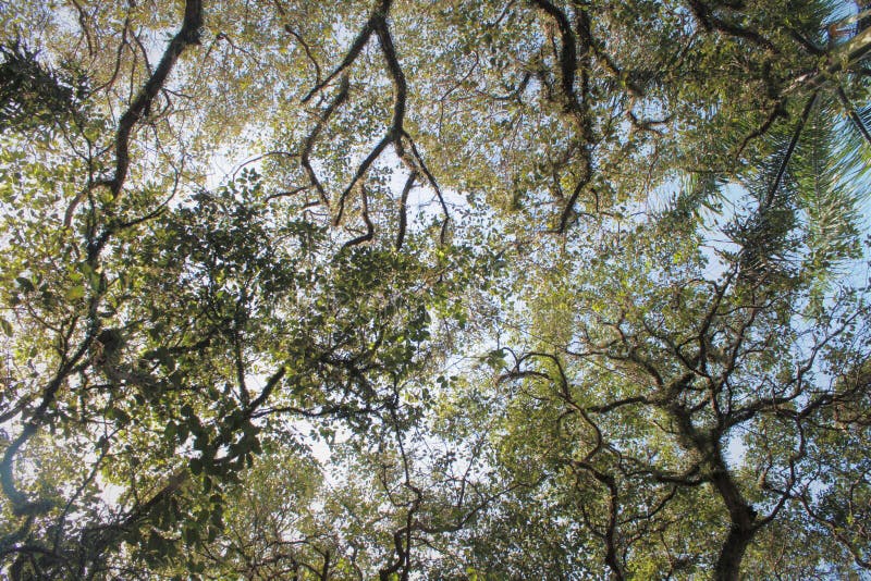 The Stady Tree in Forest stock image. Image of forest - 221451205