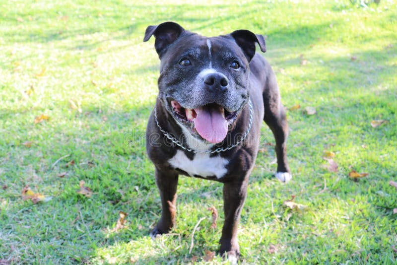 Staff bull black stock photo. Image of farmlive, sunnyday - 106294462