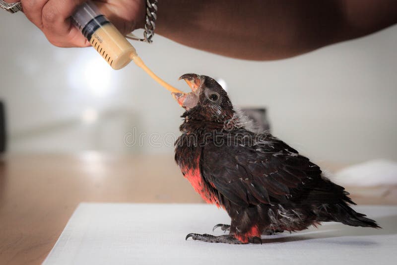 Staff Feeding Food To the Parrot Stock Photo - Image of tropical ...