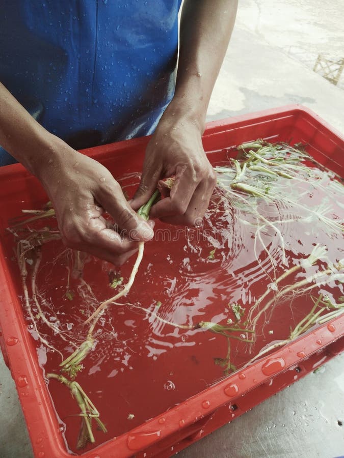 Worker Picked the Coriander Root for Cleaning. Stock Image - Image of ...