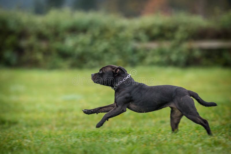 Staffbull in Motion on the Lawn Stock Photo - Image of breed, purebred ...