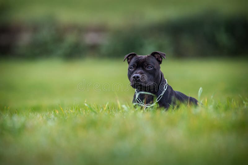 Staffbull in Motion on the Lawn Stock Photo - Image of domestic, mammal ...