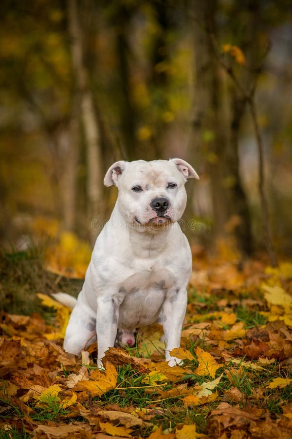 Staffbull White Portrait in Autumn Colours Stock Photo - Image of ...