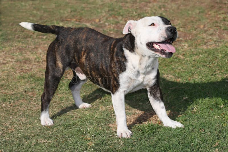 Staffie Dog Royalty Free Stock Images - Image: 16541299