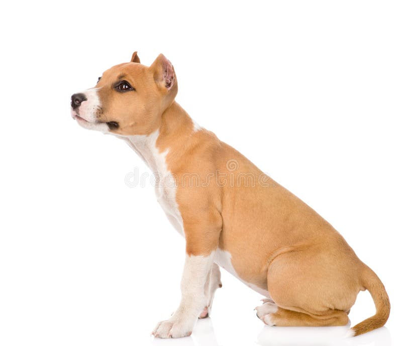 Staffordshire Bull Terrier Side Profile Stock Photos - Free & Royalty ...