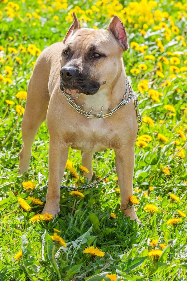 Staffordshire bull terrier stock photo. Image of grass - 86442396