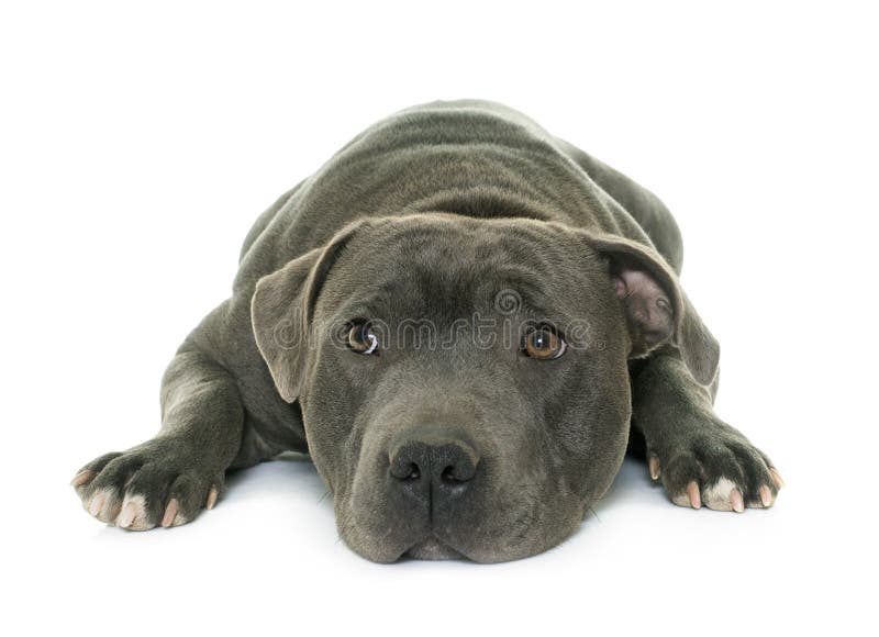 490 Sad Staffordshire Bull Terrier Photos - Free & Royalty-Free Stock ...