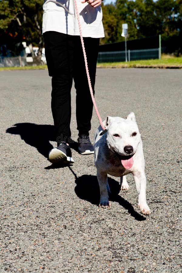 Staffordshire Bull Terrier Going for a Walk on the Road Stock Photo ...