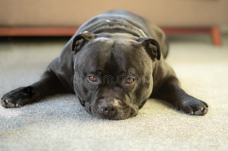 Staffordshire Bull Terrier Lying Flat on the Ground with His Front Paws ...