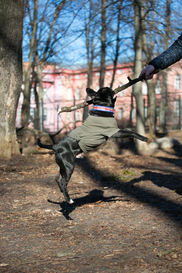 Staffordshire Bull Terrier Puppy Playing in the Park Stock Photo ...