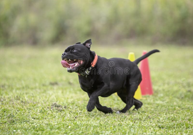 Staffordshire Bull Terrier Training Stock Photo - Image of staffie ...