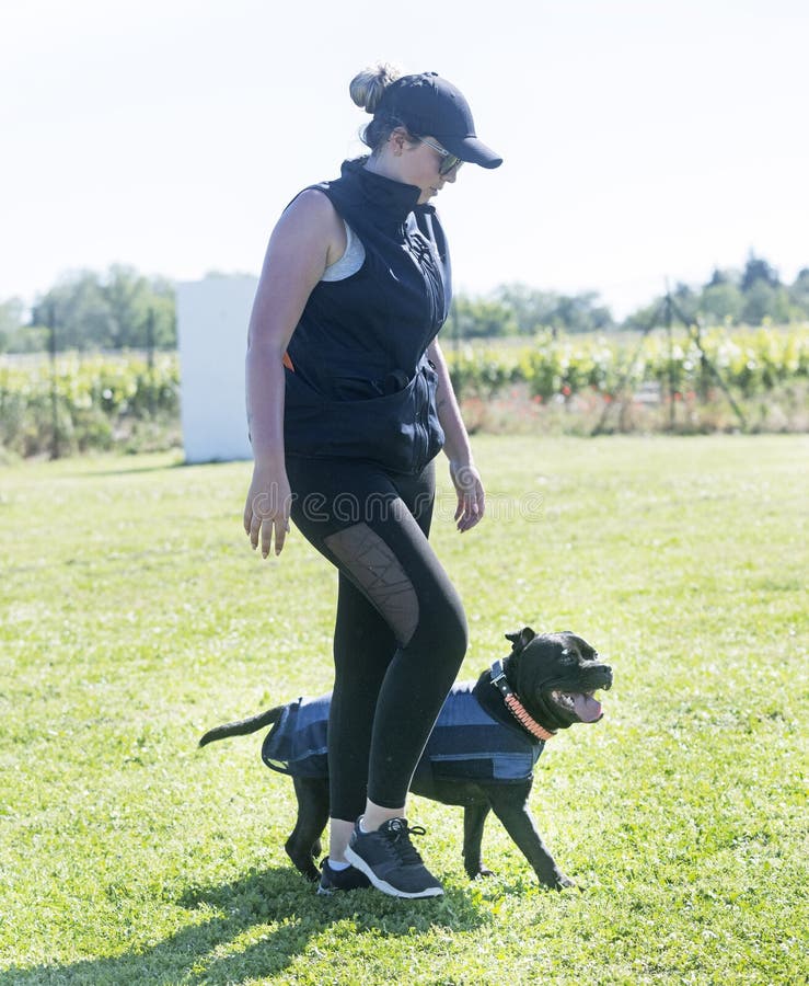 Staffordshire Bull Terrier Training Stock Image - Image of nature ...