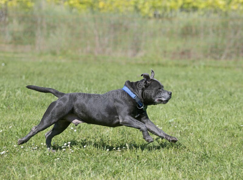 Staffordshire Bull Terrier Training Stock Image - Image of dressage ...
