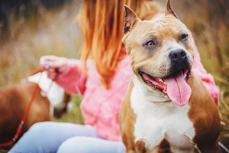 Staffordshire Terrier. the Dog Sits in Nature in the Fall Stock Photo ...