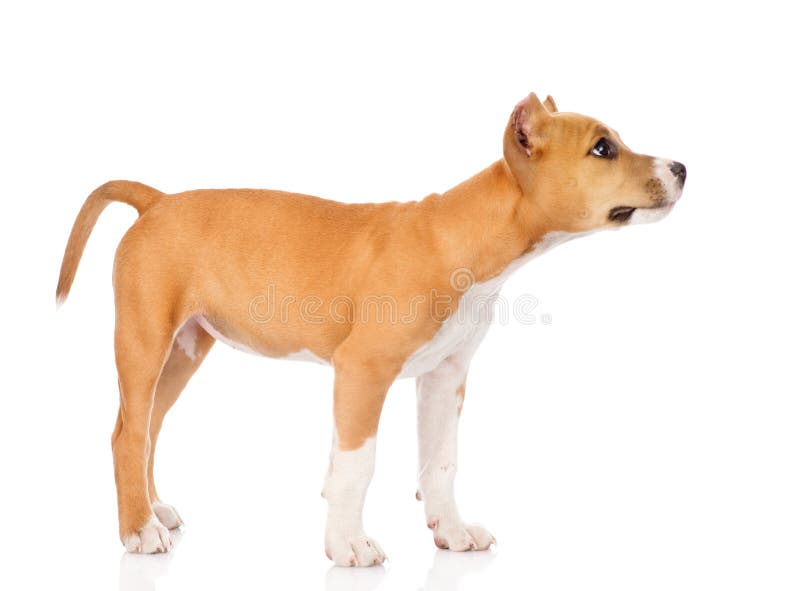 Staffordshire Bull Terrier Side Profile Stock Photos - Free & Royalty ...