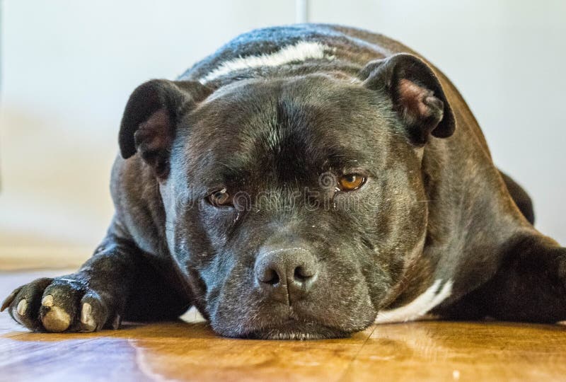 Staffordshire terrier stock photo. Image of staffordshire - 48838492