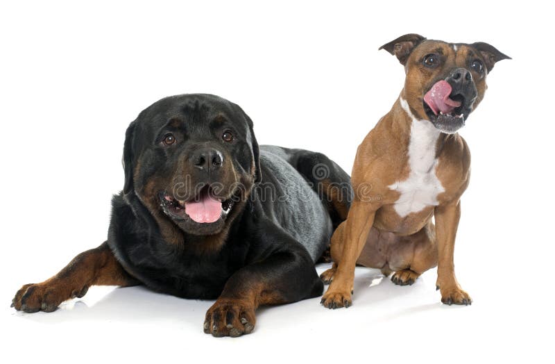 Stafforshire Bull Terrier E Rottweiler Imagem de Stock - Imagem de ...