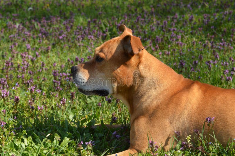 Stafforshire Terrier Taking a Rest in Garden Stock Photo - Image of ...
