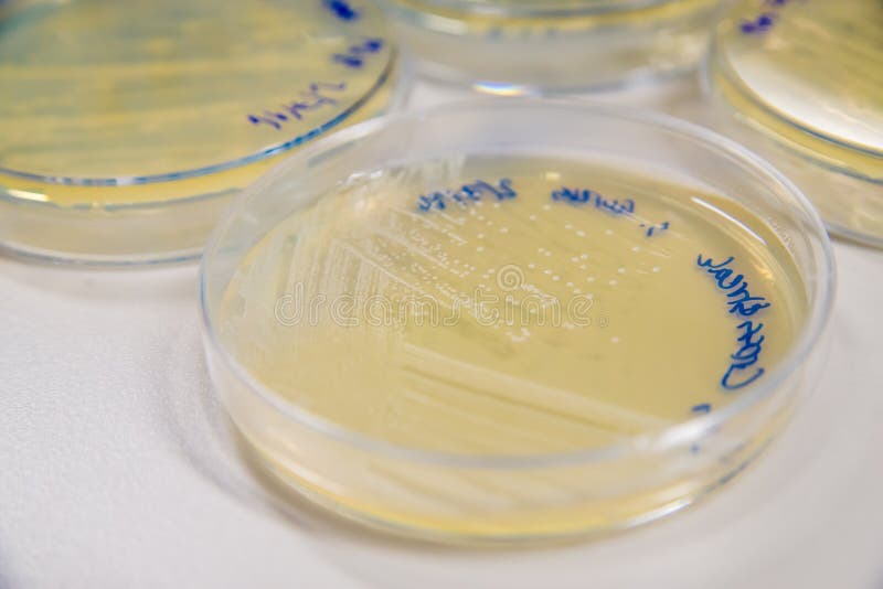 Staphylococcus Aureus-bakterier Som Växer I Runda, Formade Kolonier ...