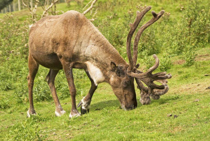 Stag stock image. Image of eating, meadow, hornshoofs - 11016747