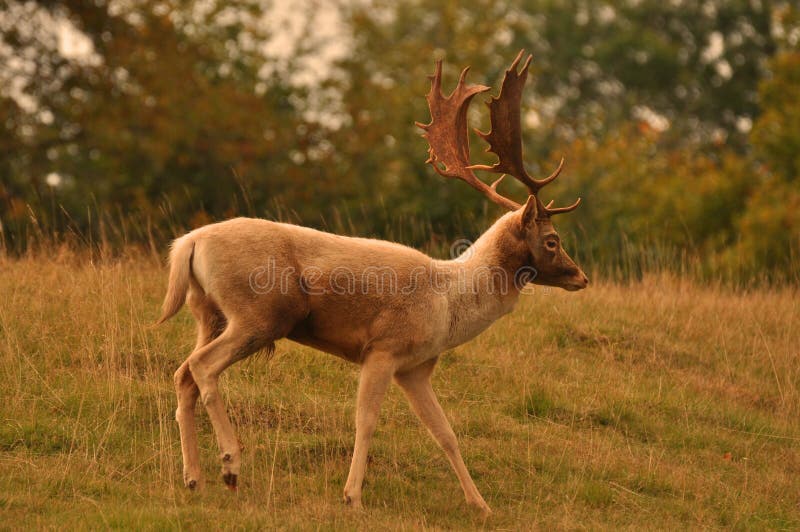 Deer stock image. Image of whitetail, fall, forests, deer - 5783253