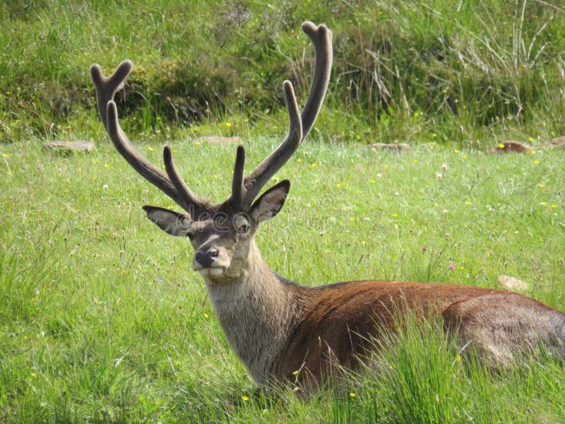 Stag stock image. Image of inquisitive, scotland, stag - 119955403
