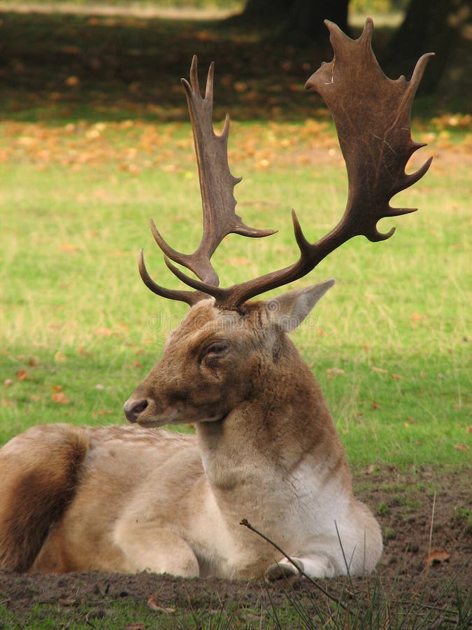 Stag Picture. Image: 114016