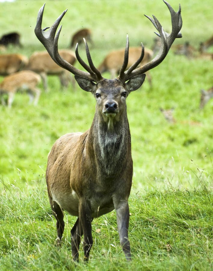 Stag stock photo. Image of powerful, dangerous, antlers - 16814636