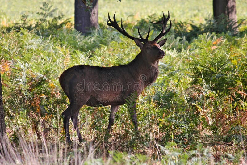 Moose stock photo. Image of valley, parent, park, water - 22380186