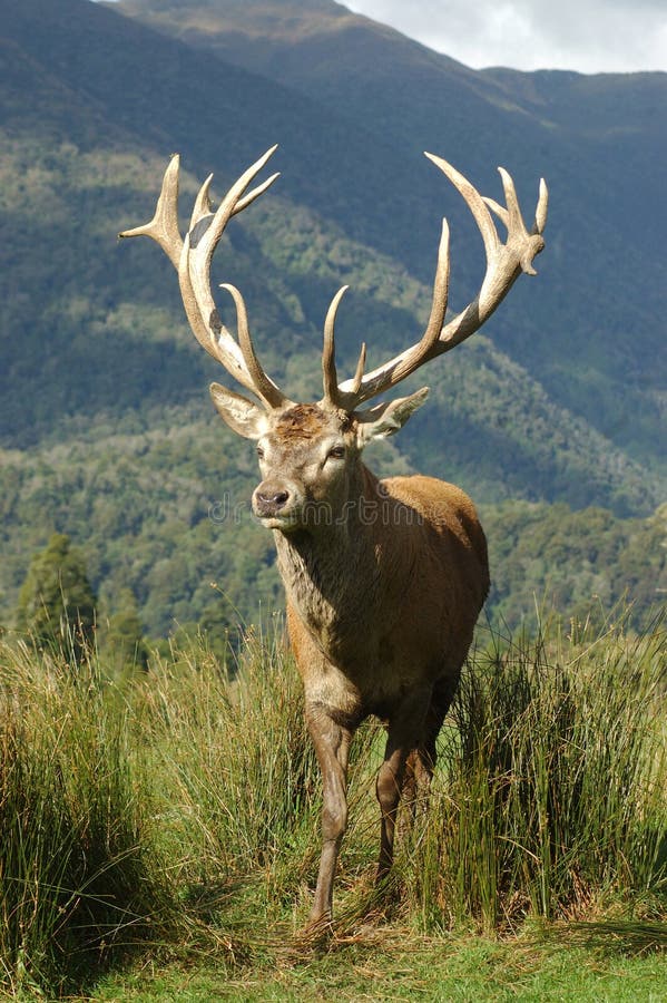 21,340 Red Deer Stag Photos - Free & Royalty-Free Stock Photos from ...