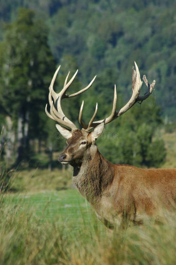 Impressive trophy stock image. Image of horns, island - 2767847