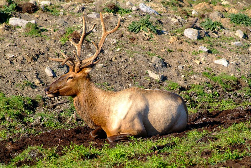 Stag stock image. Image of close, america, mammal, wildlife - 272375