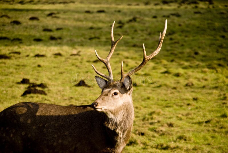 Stag stock photo. Image of hunt, stag, wildlife, zoology - 37773576