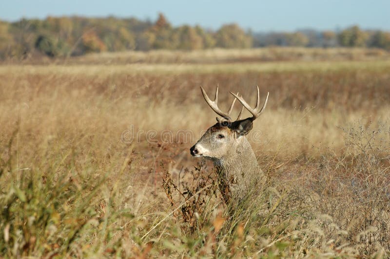 Stag Picture. Image: 114016