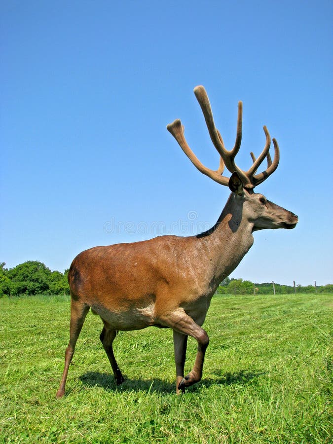 Stag stock image. Image of horns, flora, trophy, antlers - 6724389