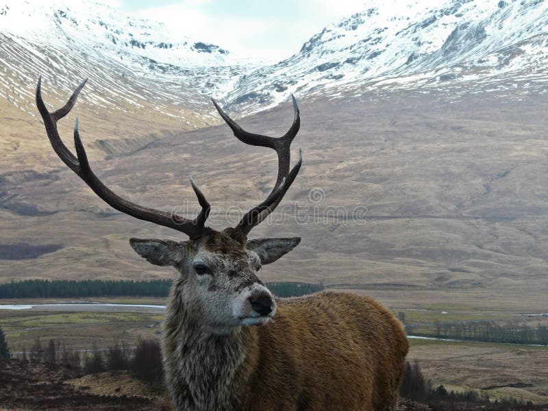 Stag stock image. Image of animal, wildlife, stag, beast - 7772905