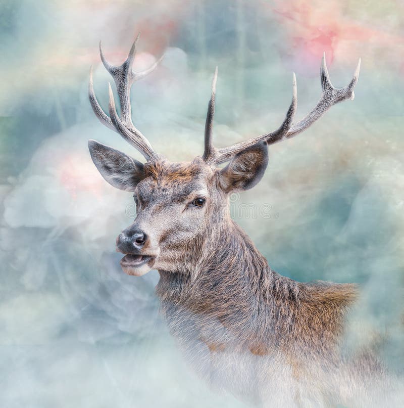 A Stag Against a Dreamy Background Stock Photo - Image of effect, fine ...