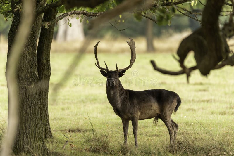 Stag through the Autumn Trees Stock Photo - Image of viewer, stag ...